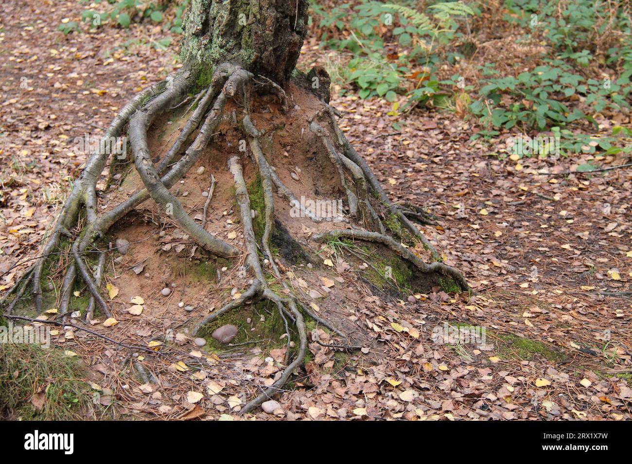 The Roots of a Tree Exposed by Weather and Erosion Stock Photo - Alamy