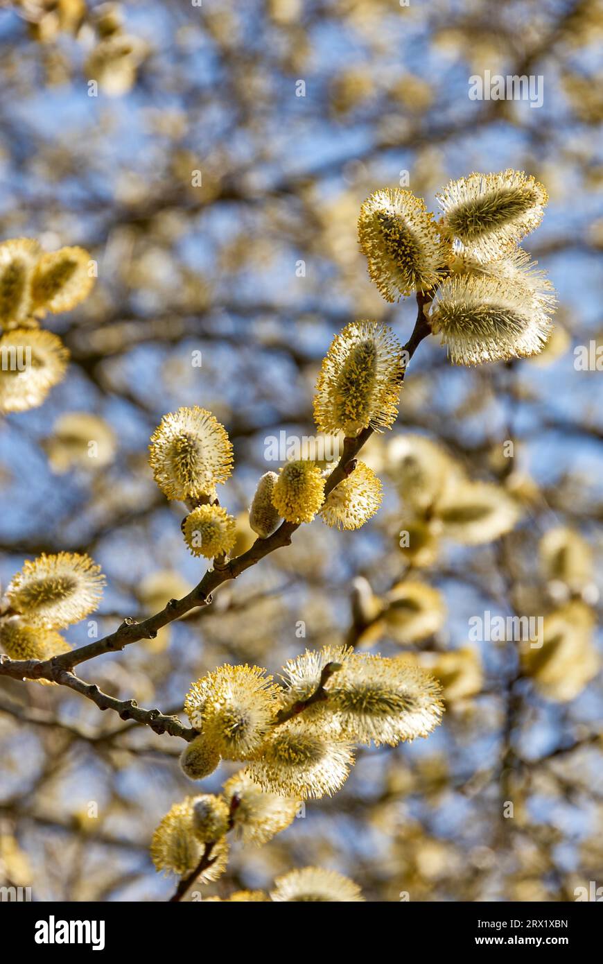 Pasture tree blooming in spring Stock Photo - Alamy