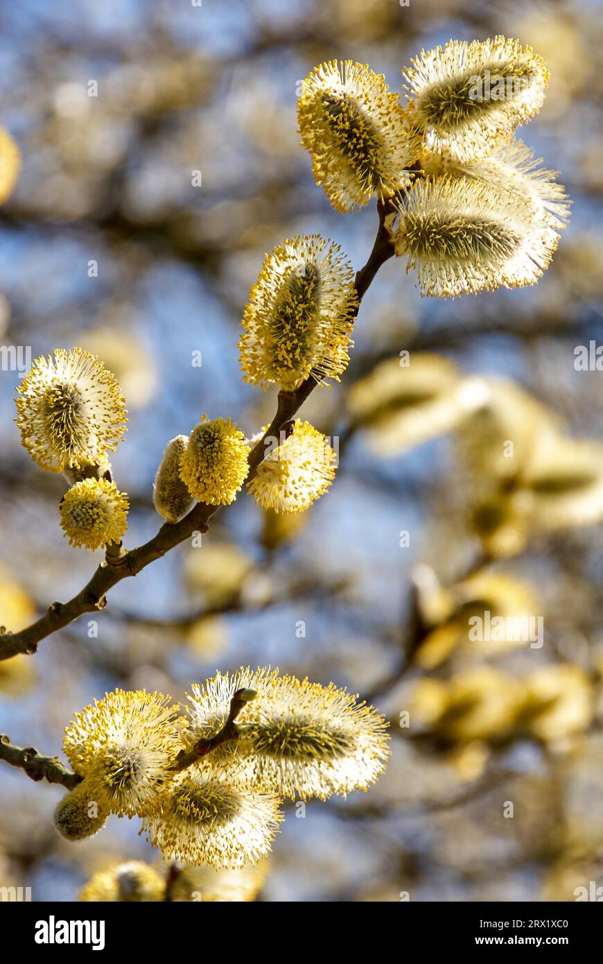 Pasture tree blooming in spring Stock Photo - Alamy