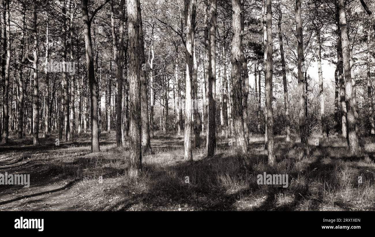 Beautiful black and white photo of forest in Odessa. Sepia toned pine ...