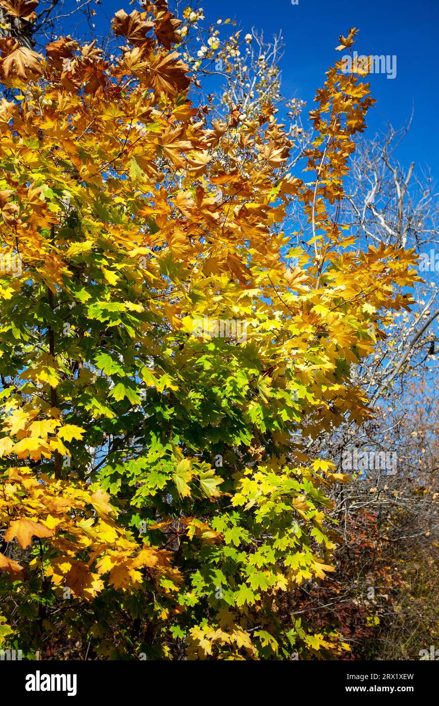 Maple branch against the background of clear blue sky. Bright, yellow ...