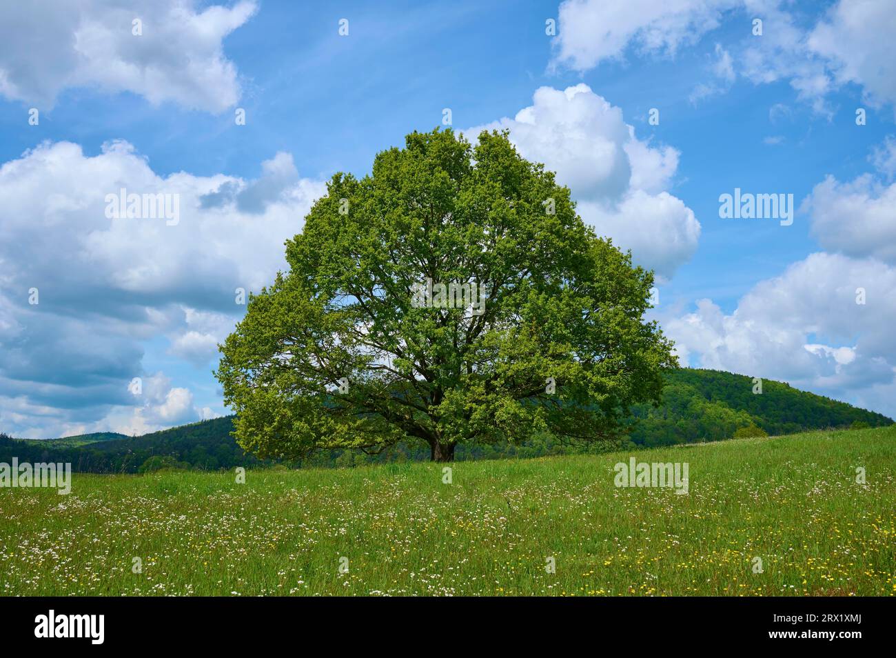 Oak tree, Meadow, Flowering, Clouds, Spring, NSG, Grohberg, Faulbach ...
