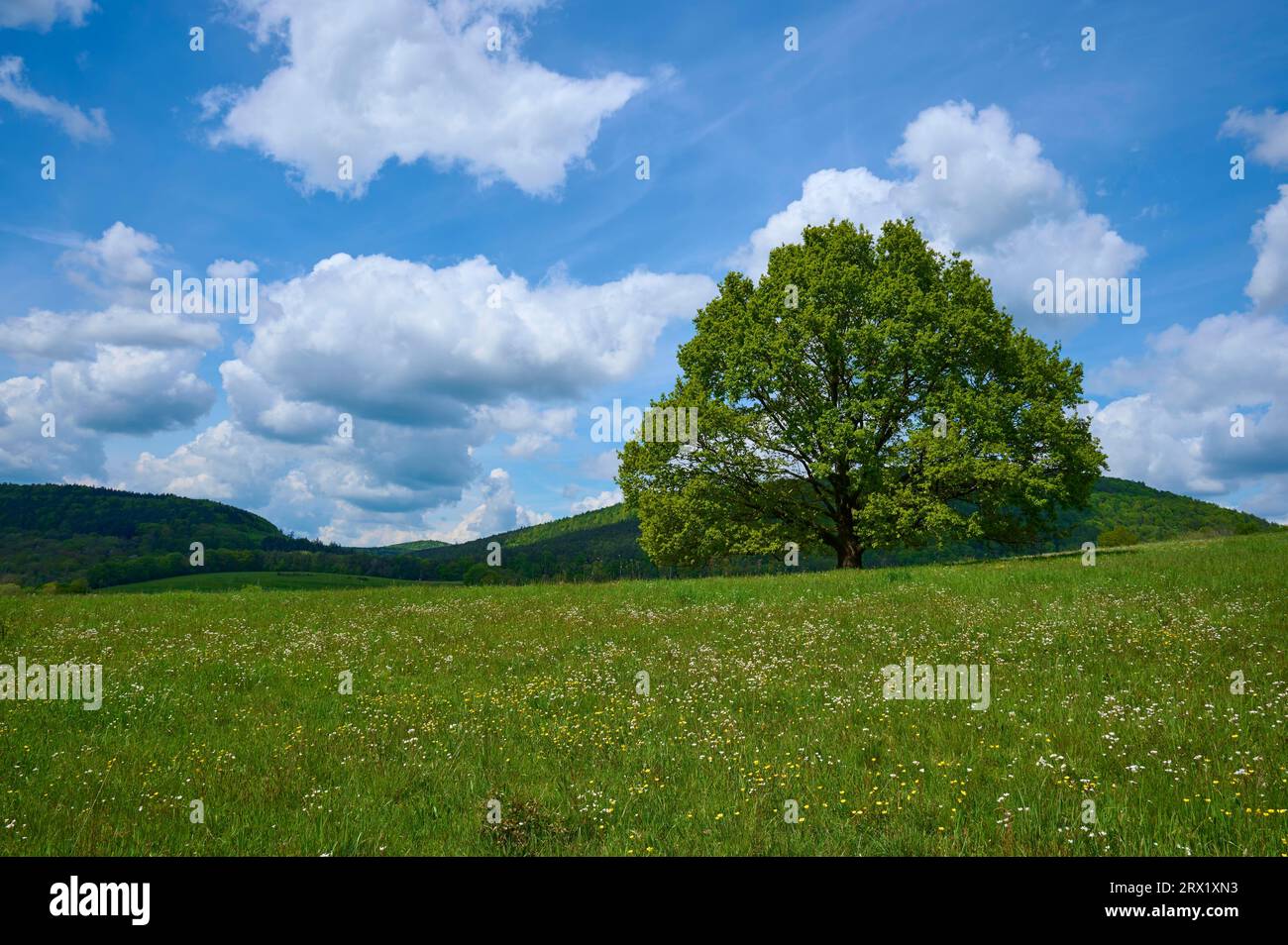 Oak tree, Meadow, Flowering, Clouds, Spring, NSG, Grohberg, Faulbach ...