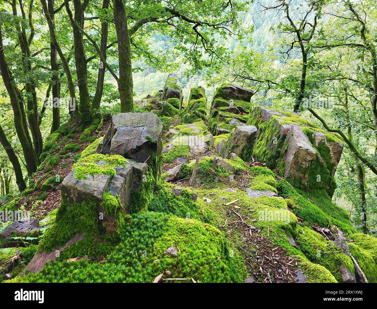 Dense formation hi-res stock photography and images - Alamy