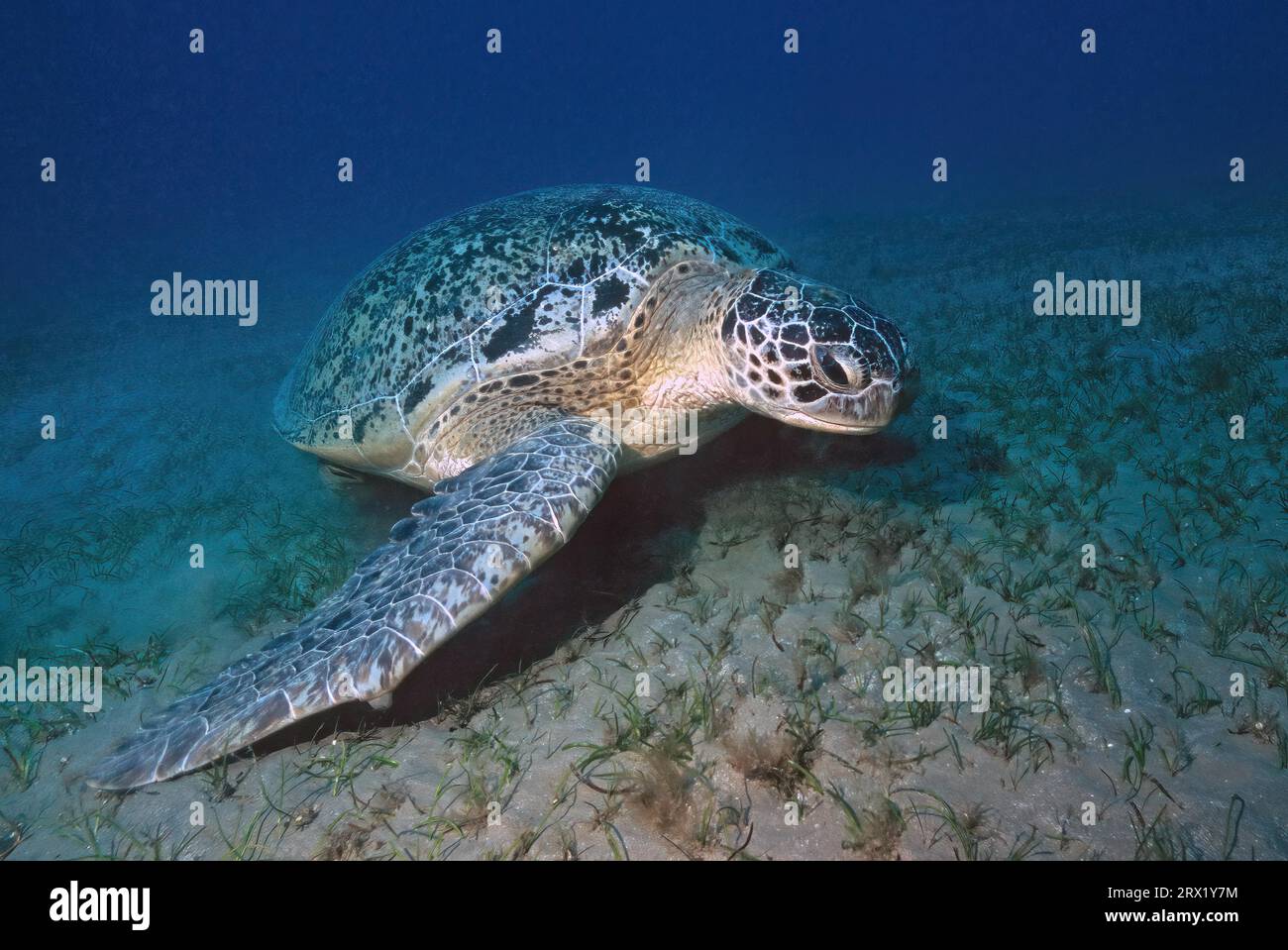 Large specimen of green turtle (Chelonia mydas) Green turtle crawls ...