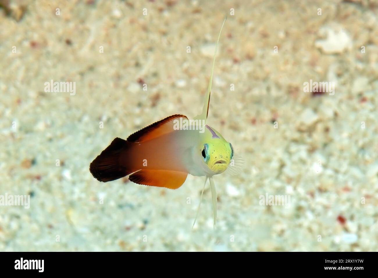 View in half profile half lateral from front of red fire goby ...