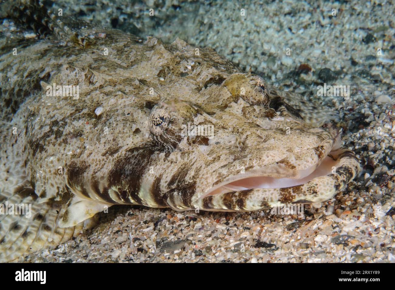 Caroline fish hi-res stock photography and images - Alamy