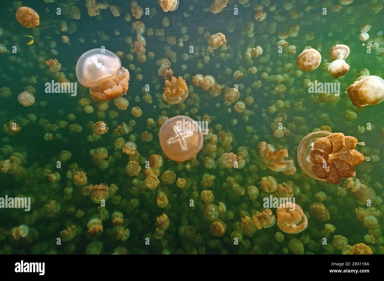 Large quantity Number of umbrella jellyfish Lagoon (Mastigias papua ...