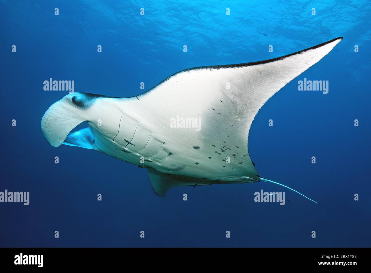 Big ray Manta ray pelagic manta ray (Manta birostris) Giant ray swims ...