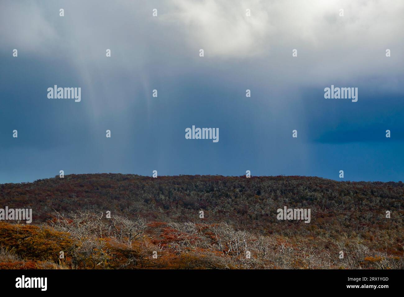 From faro san pablo point of view long distant shot rain wetting forest ...