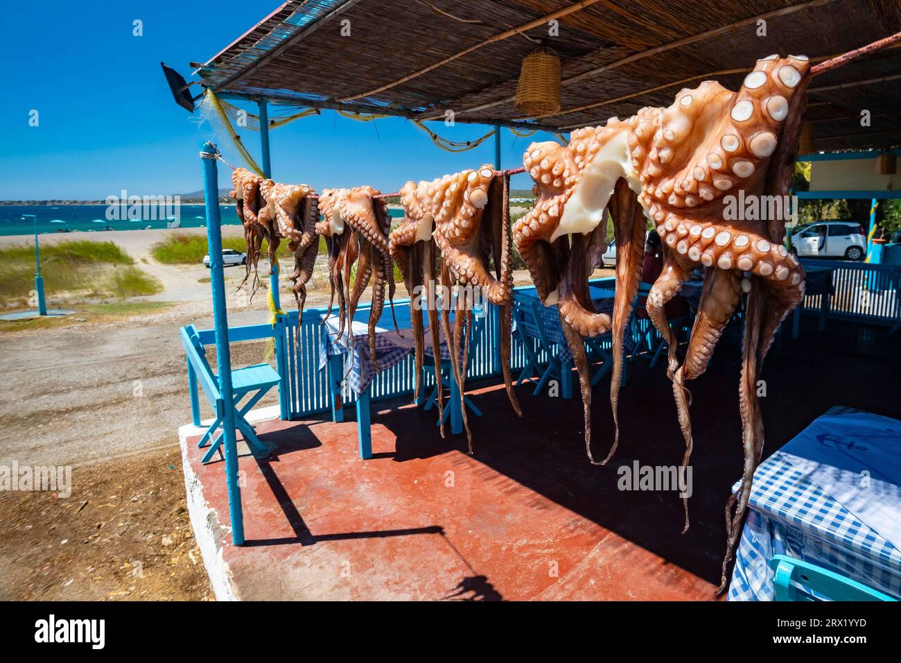 Octopus, octopus (Octupus vulgaris) drying in the sun in a restaurant ...