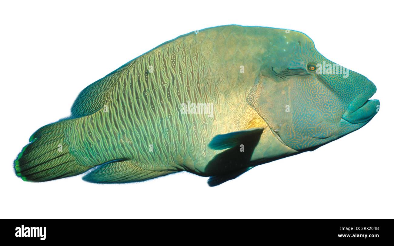 Napoleon fish Cut Out Stock Images & Pictures - Alamy