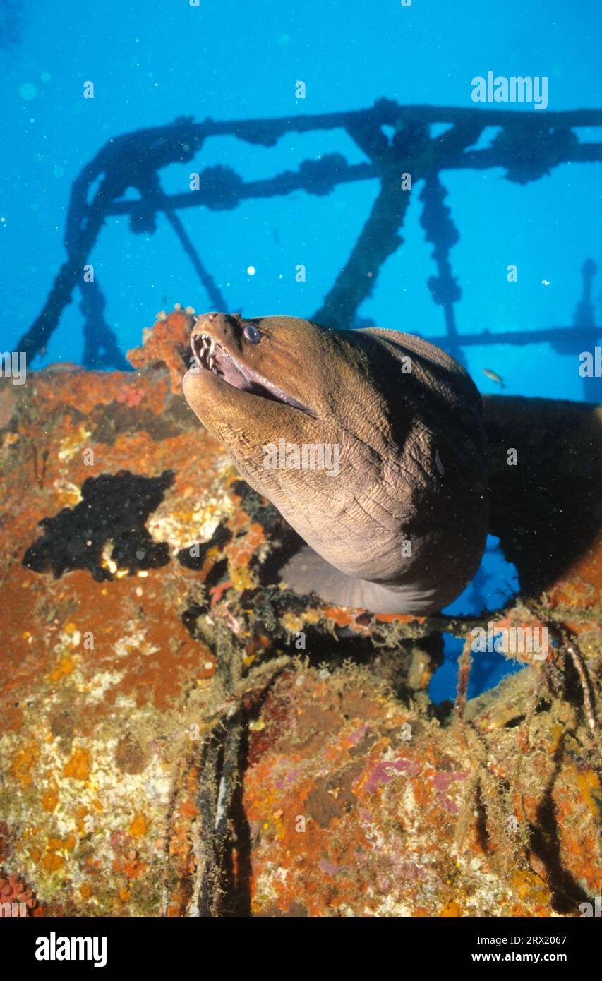 Giant Moray moray, Maldives, big moray Stock Photo - Alamy