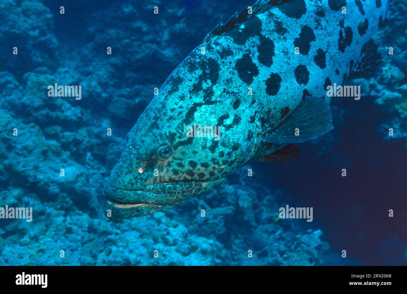 Potato Cod, Giant Grouper Stock Photo - Alamy