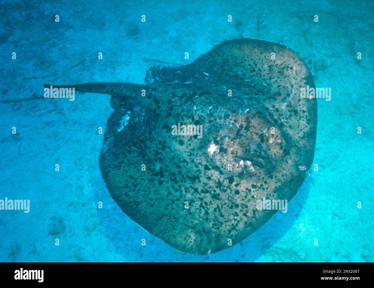 Stingray, stingray, ray Stock Photo - Alamy