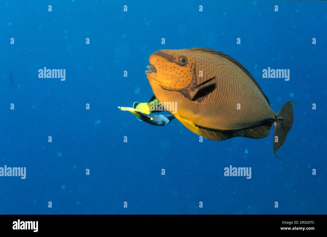 Surgeonfish knife hi-res stock photography and images - Alamy