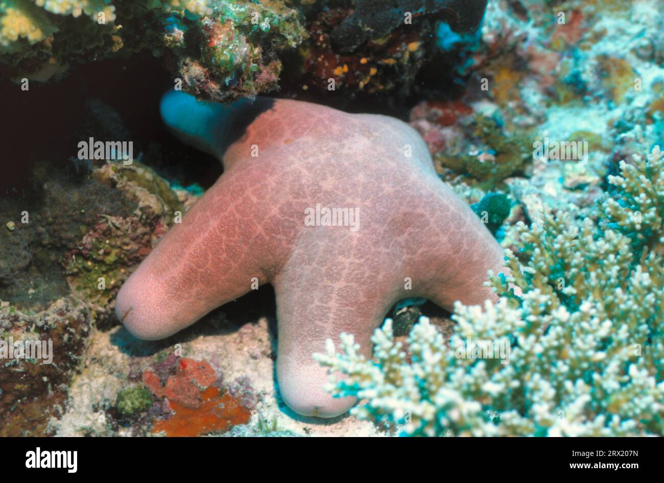 Museum predator fish hi-res stock photography and images - Alamy