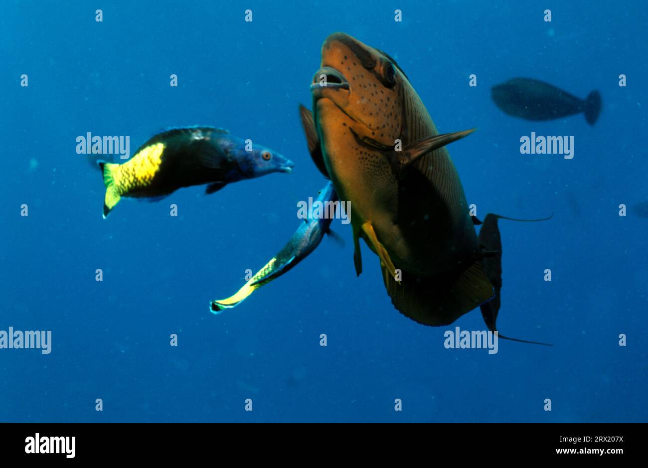 Surgeonfish knife hi-res stock photography and images - Alamy
