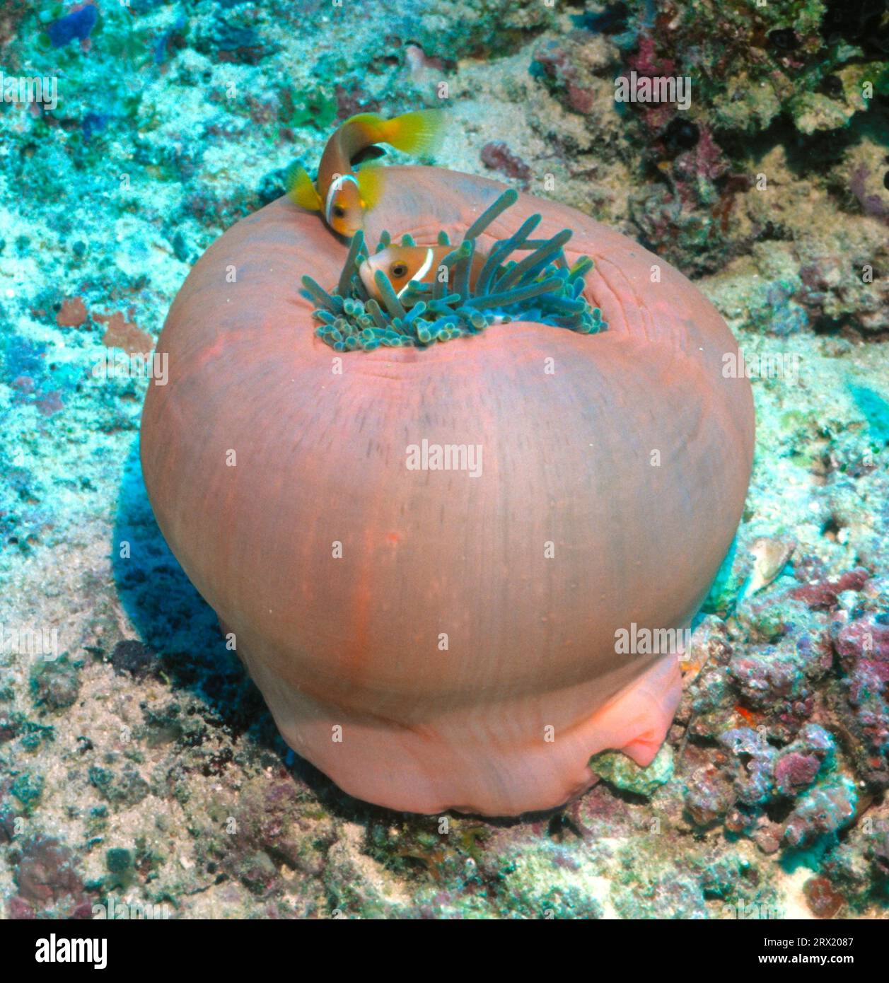 Magnificent anemone with anemone fish, clownfish Stock Photo - Alamy