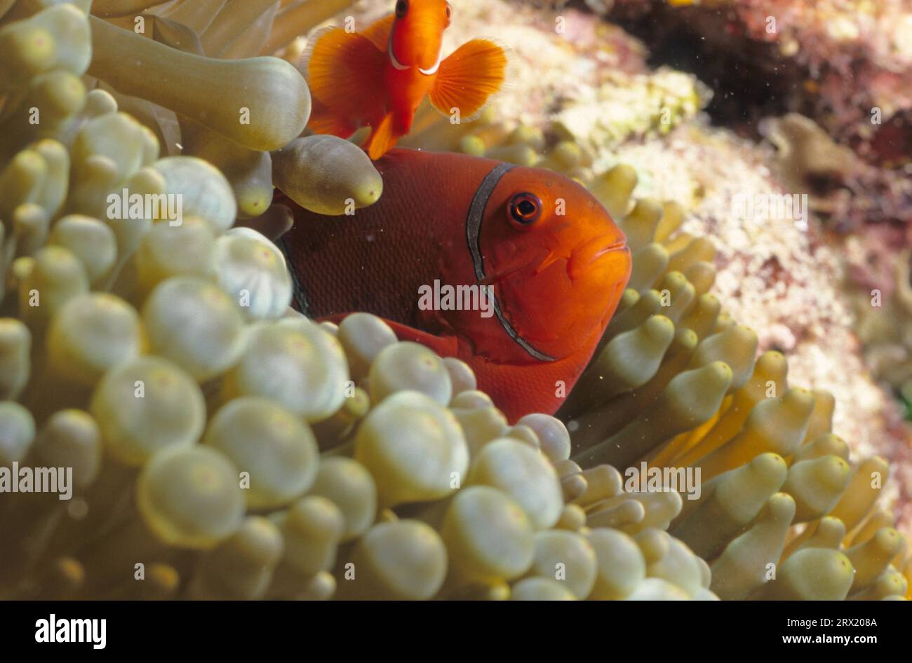 Red anemonefish, Australia, Coral Sea Stock Photo - Alamy