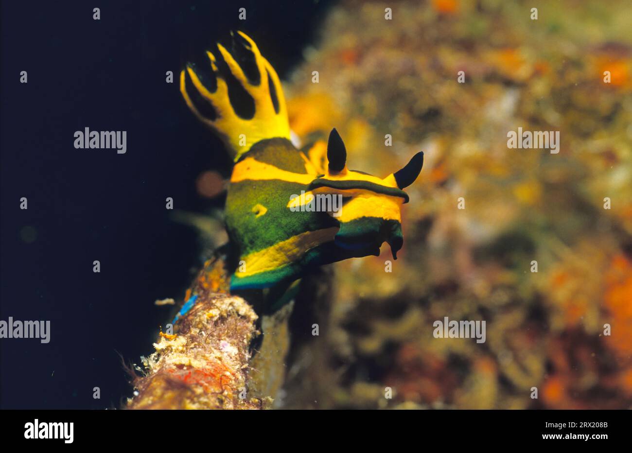 Magnificent star snail hi-res stock photography and images - Alamy