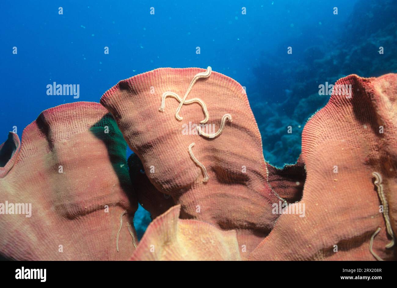 Sponge australia hi-res stock photography and images - Alamy