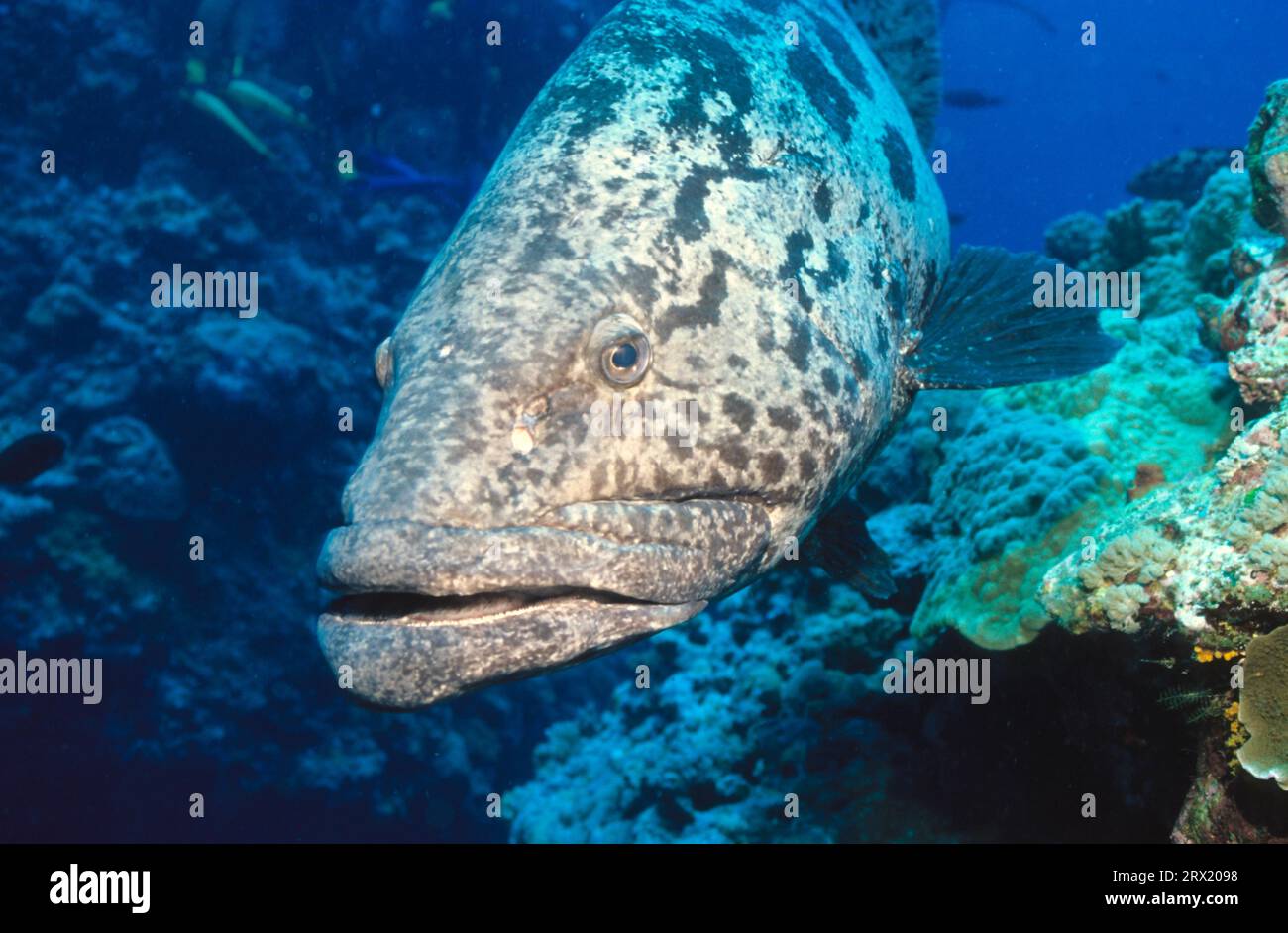 Potato Cod, Giant Grouper Stock Photo - Alamy
