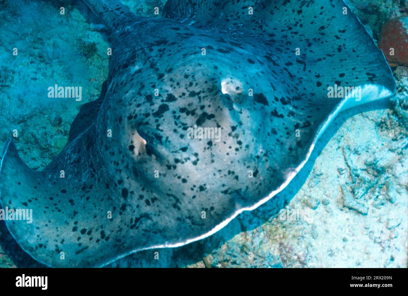 Stingray technology hi-res stock photography and images - Alamy