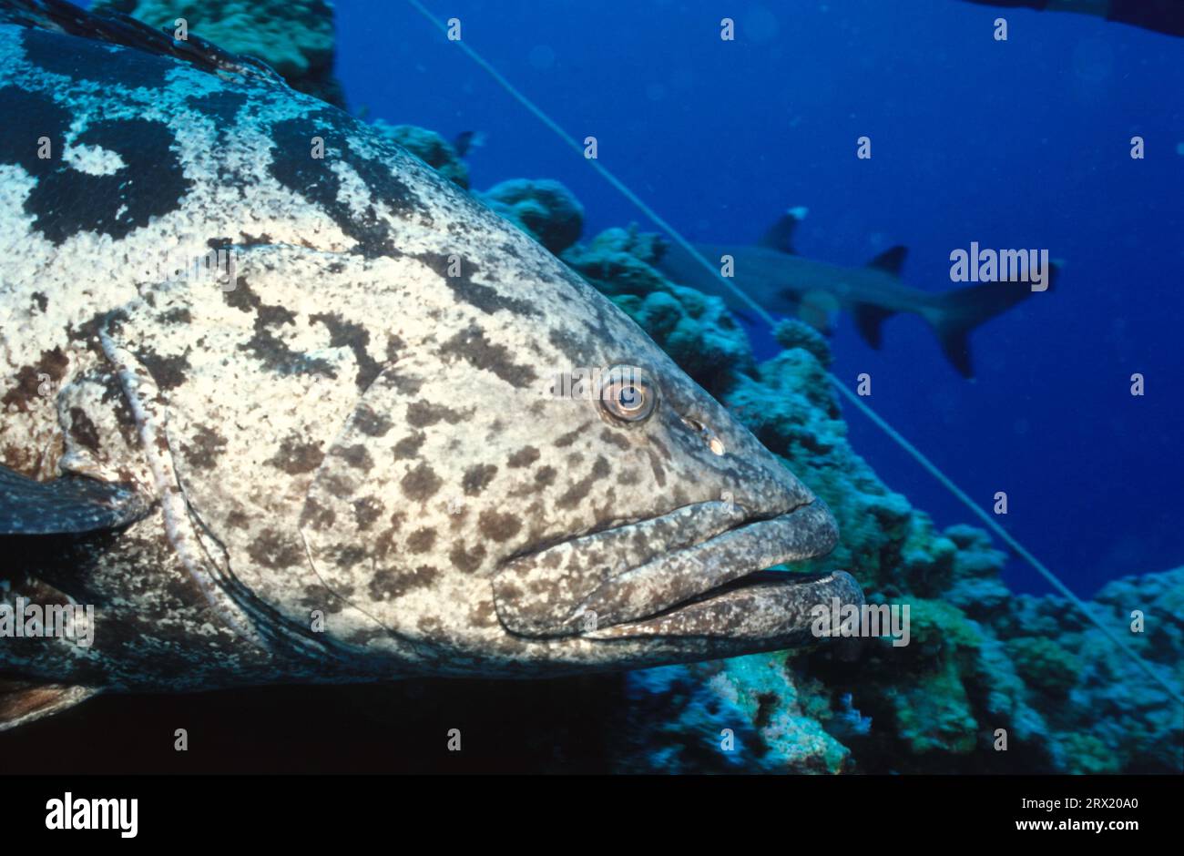 Giant grouper, Australia, potato cod Stock Photo - Alamy