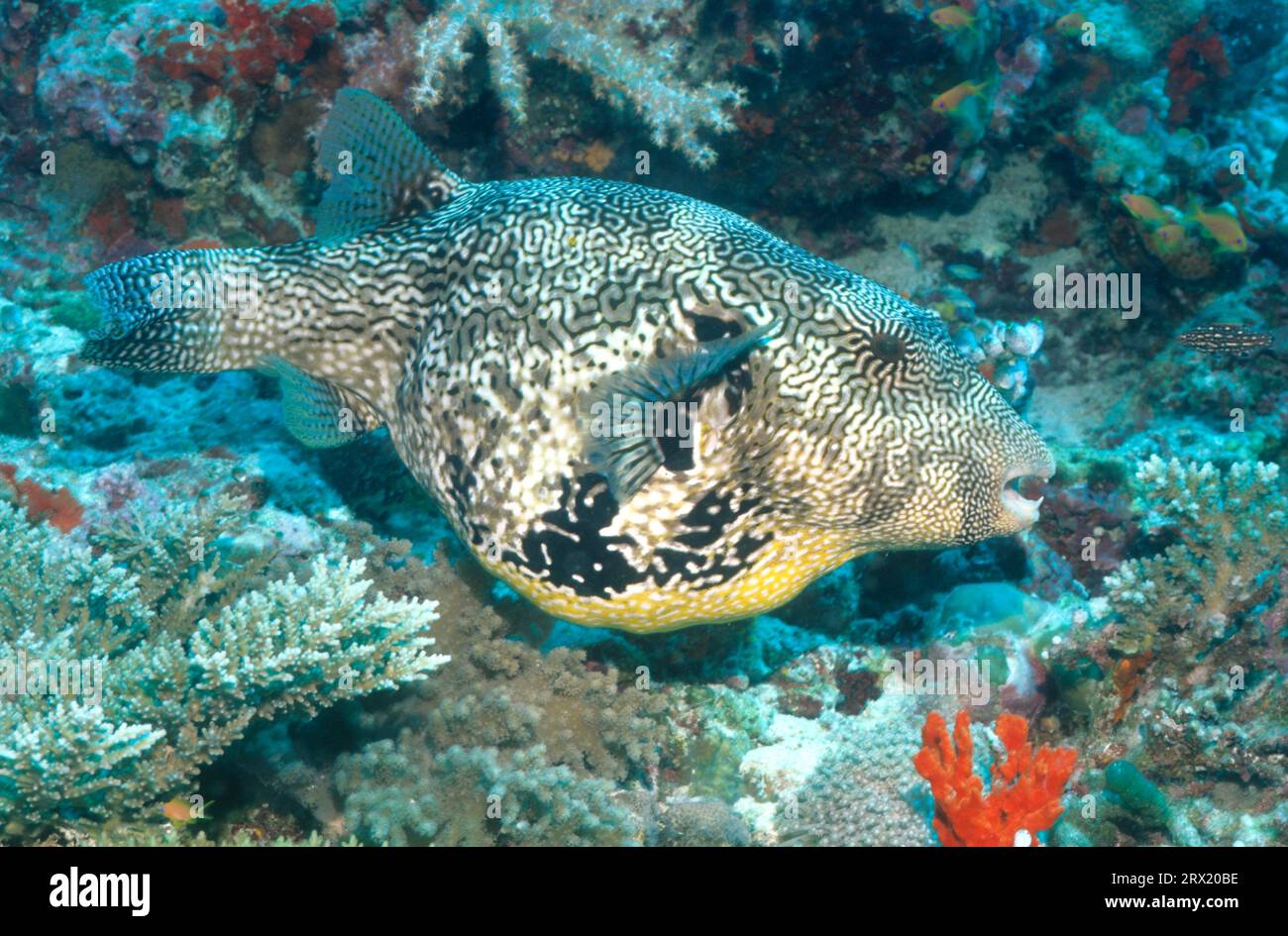 Giant puffer fish, Maldives Stock Photo - Alamy