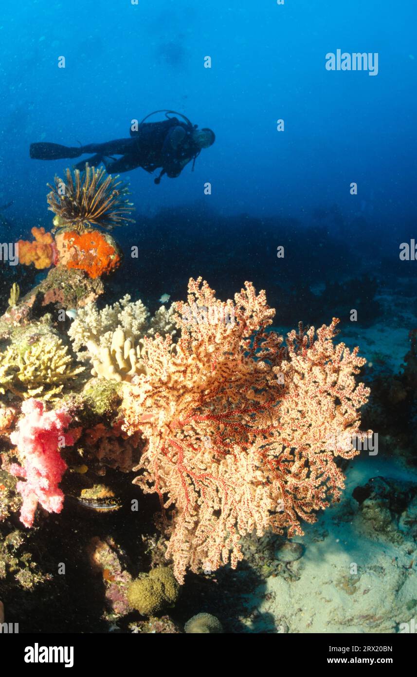 Reef with diver Stock Photo - Alamy