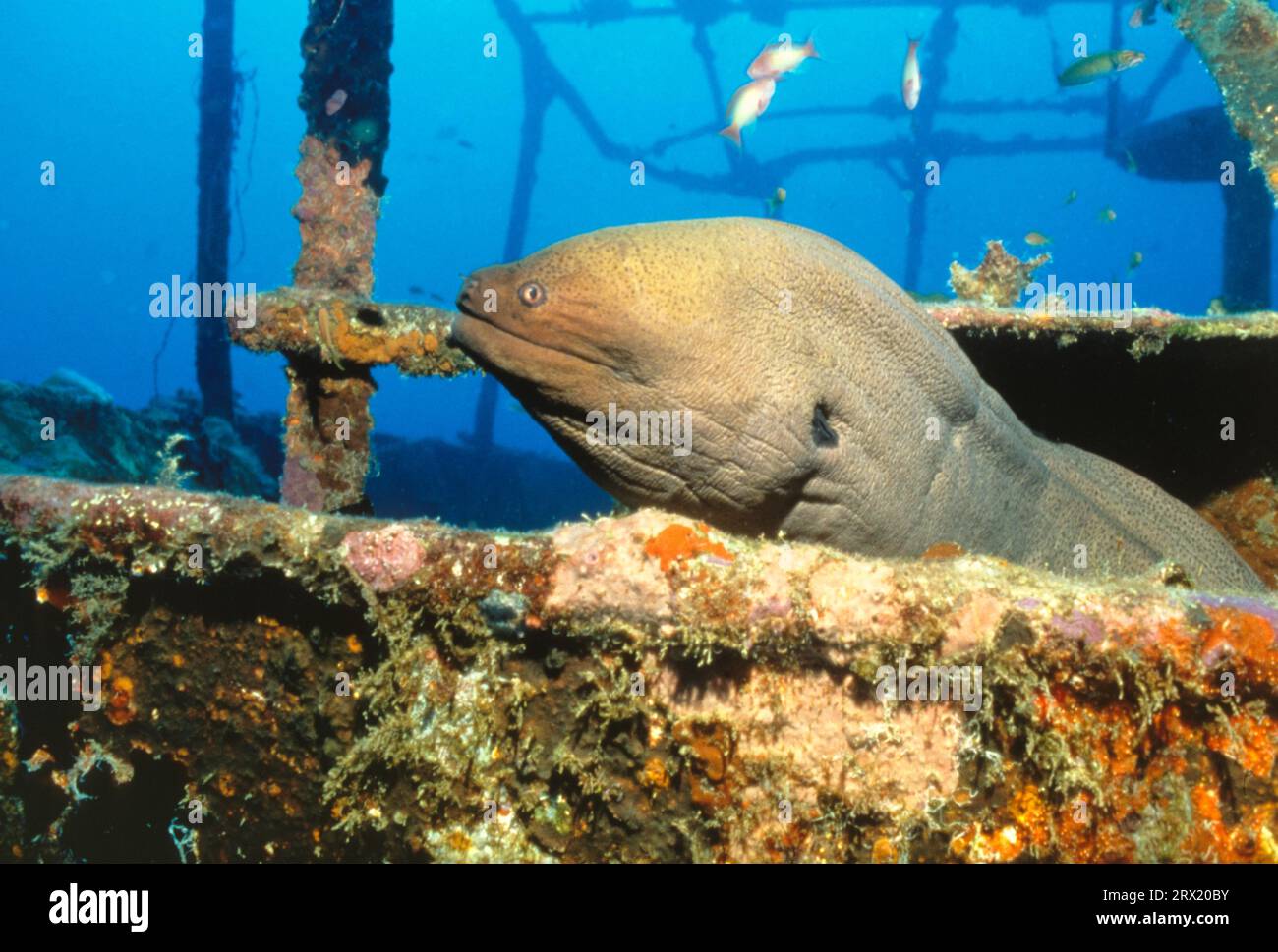 Giant Moray moray eel in wreck, Maldives Stock Photo - Alamy