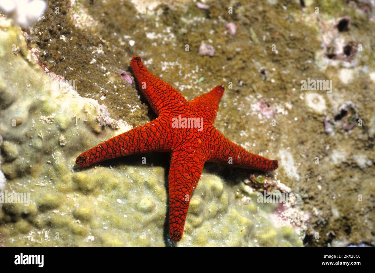Sea star starfish australia hi-res stock photography and images - Alamy