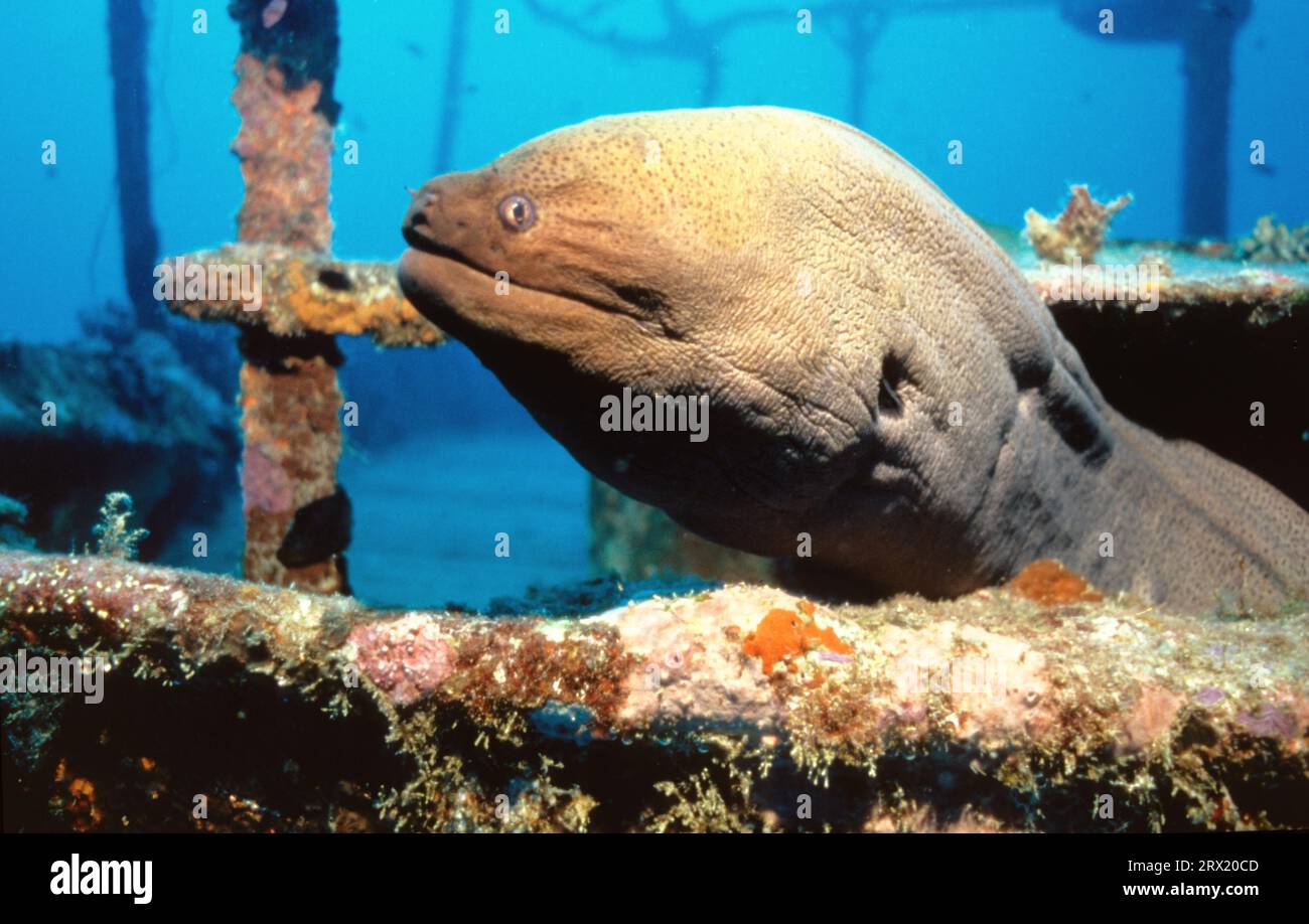 Giant Moray moray eel in wreck, Maldives, Arit Atoll Stock Photo - Alamy
