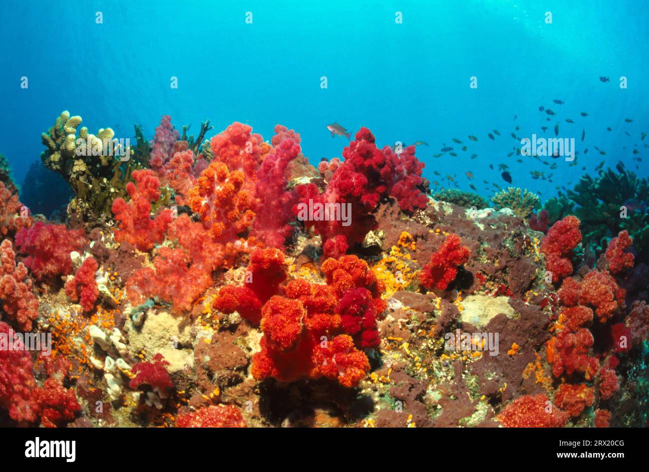 Soft corals, Fiji Stock Photo - Alamy