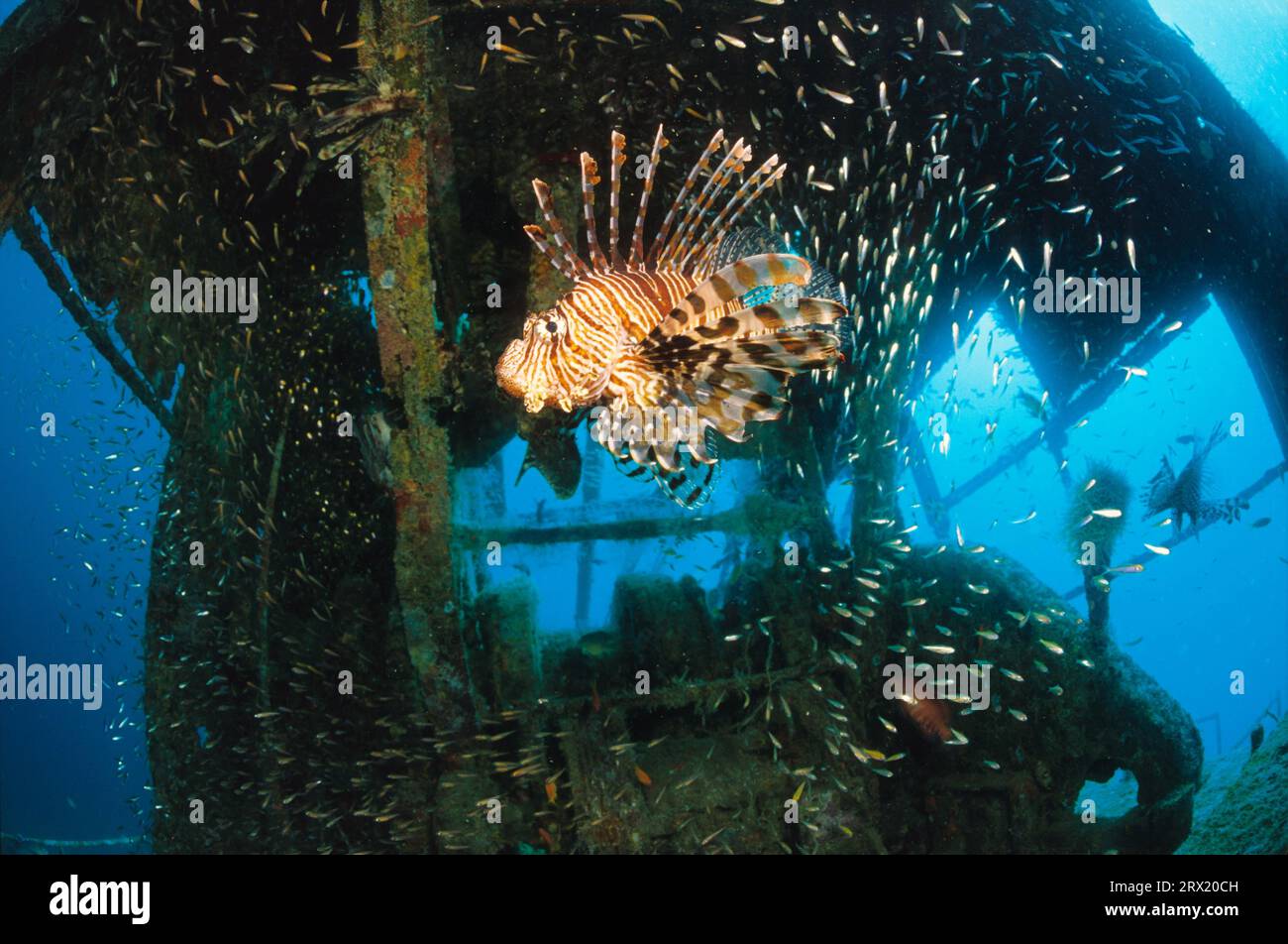 Firefish in the wreck, lionfish Stock Photo - Alamy