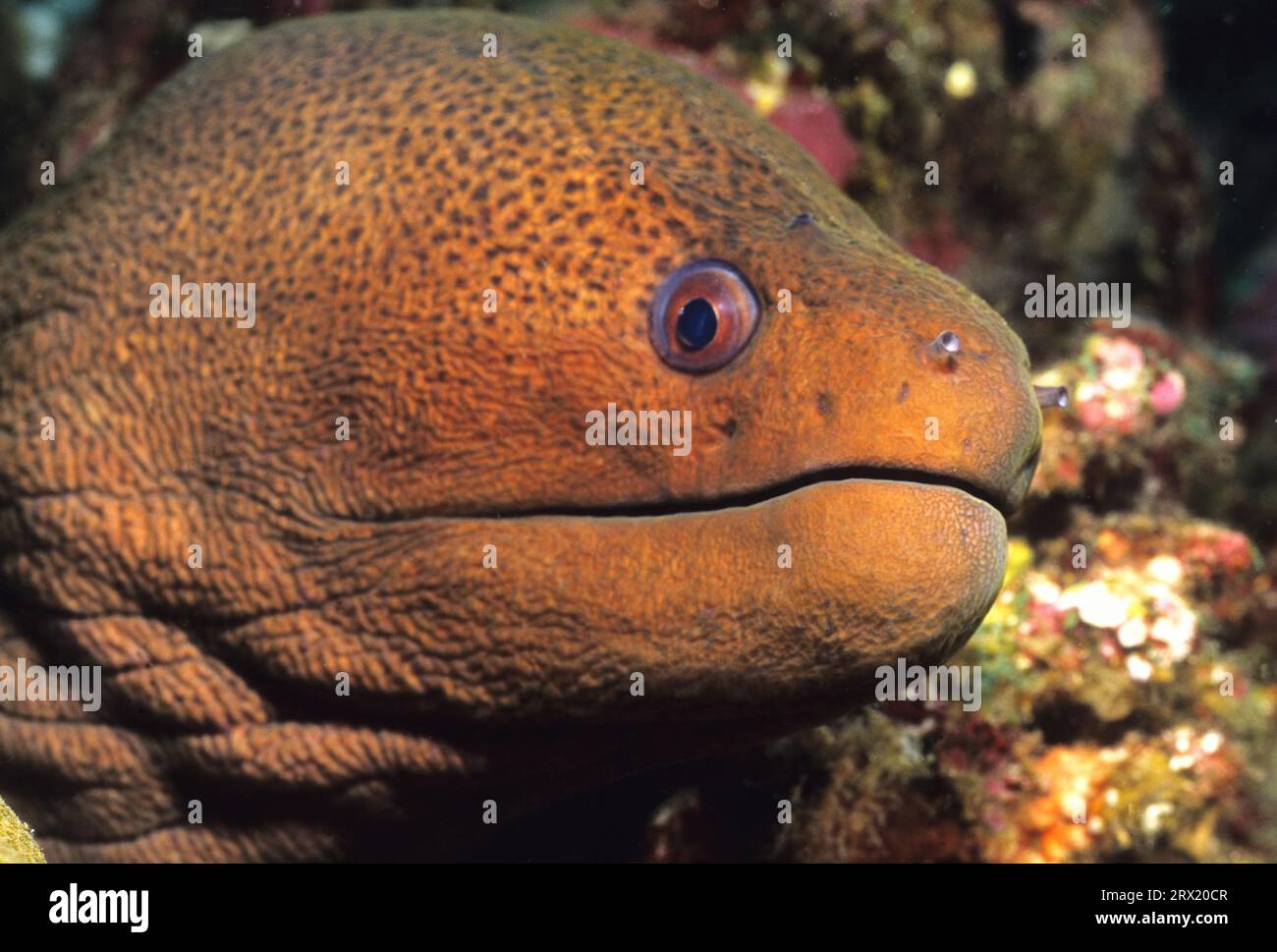 Moray eel, moray Stock Photo - Alamy