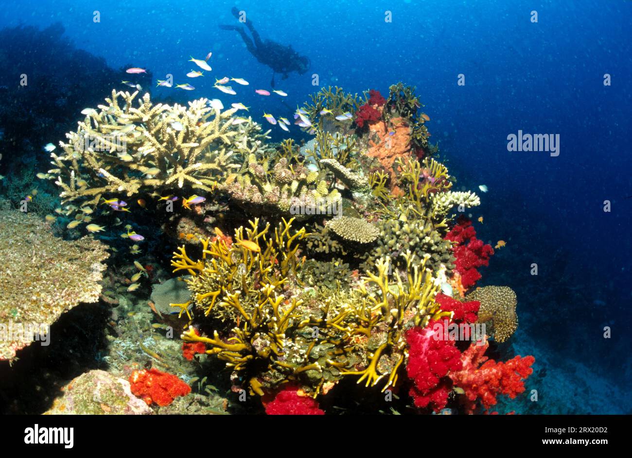 Buntes Riff, reef Stock Photo - Alamy