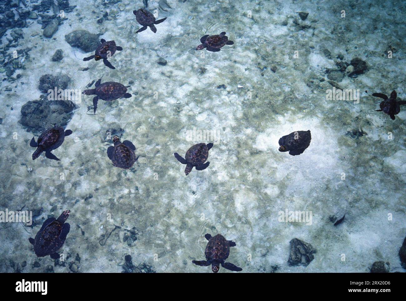 Small water turtles Stock Photo - Alamy