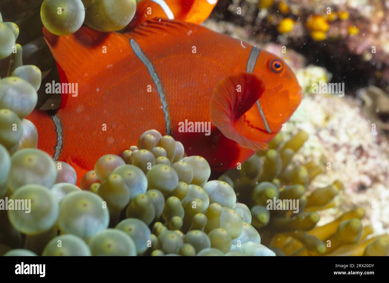 Australian sports museum hi-res stock photography and images - Alamy