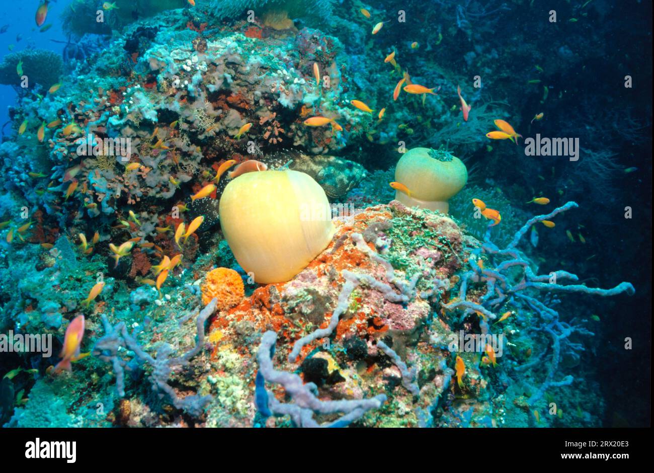 Yellow splendour anemones with anemone fishes Stock Photo - Alamy