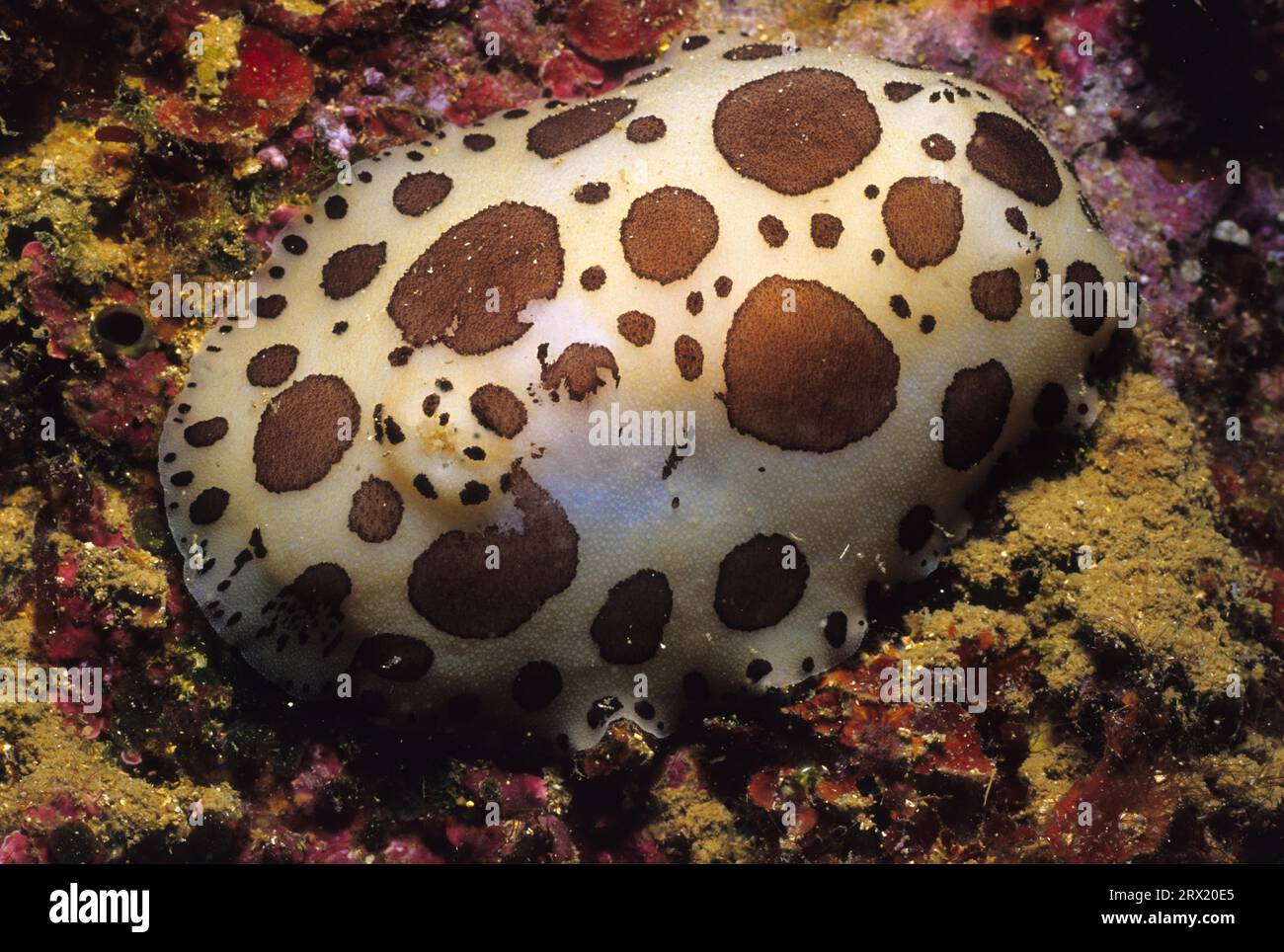 Leopard nudibranch hi-res stock photography and images - Alamy