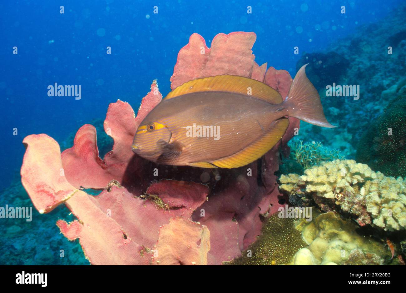 Sponge with doctor fish Stock Photo - Alamy