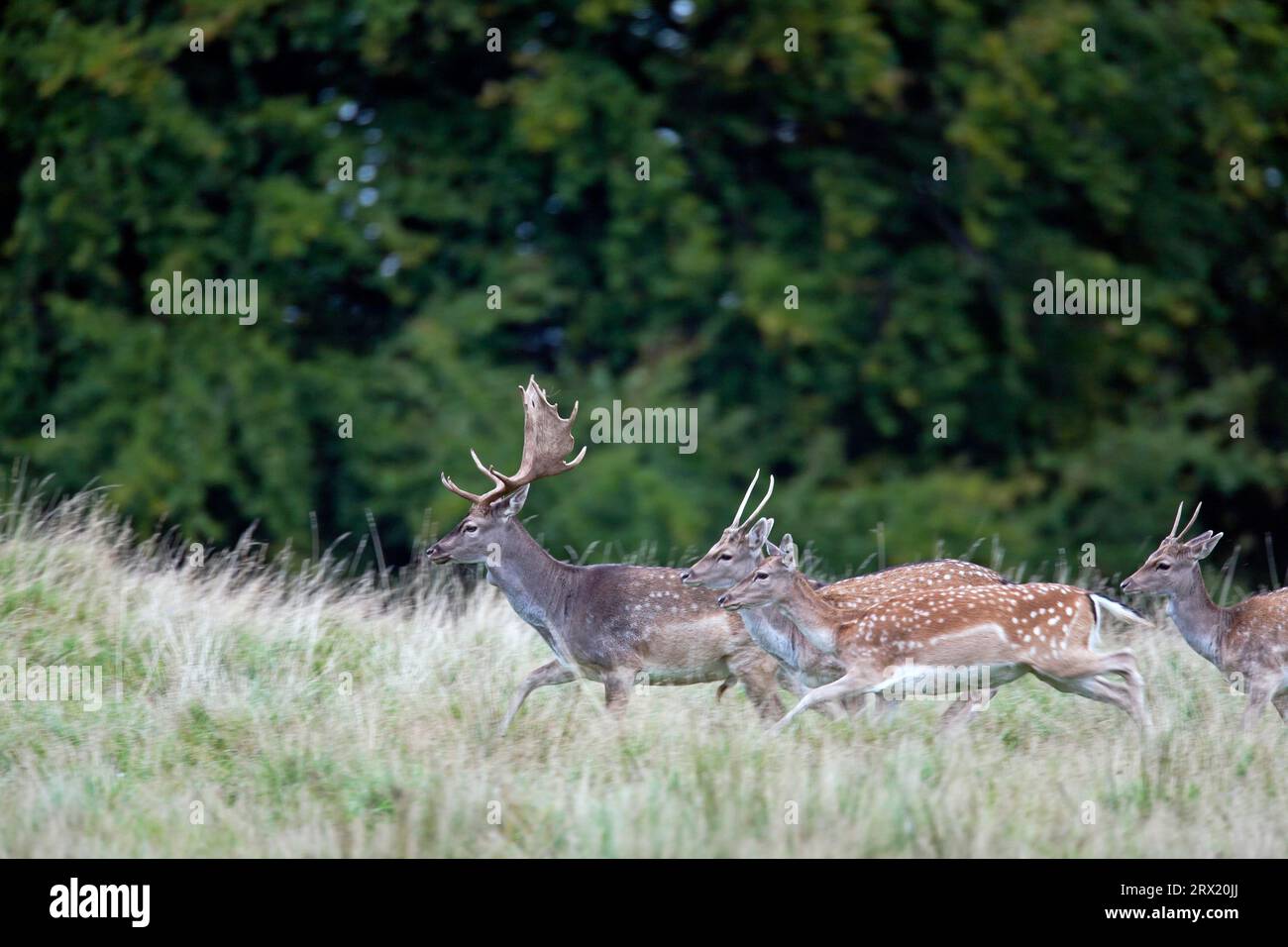 Fallow Deer (Dama dama) is the most common deer species in the United ...