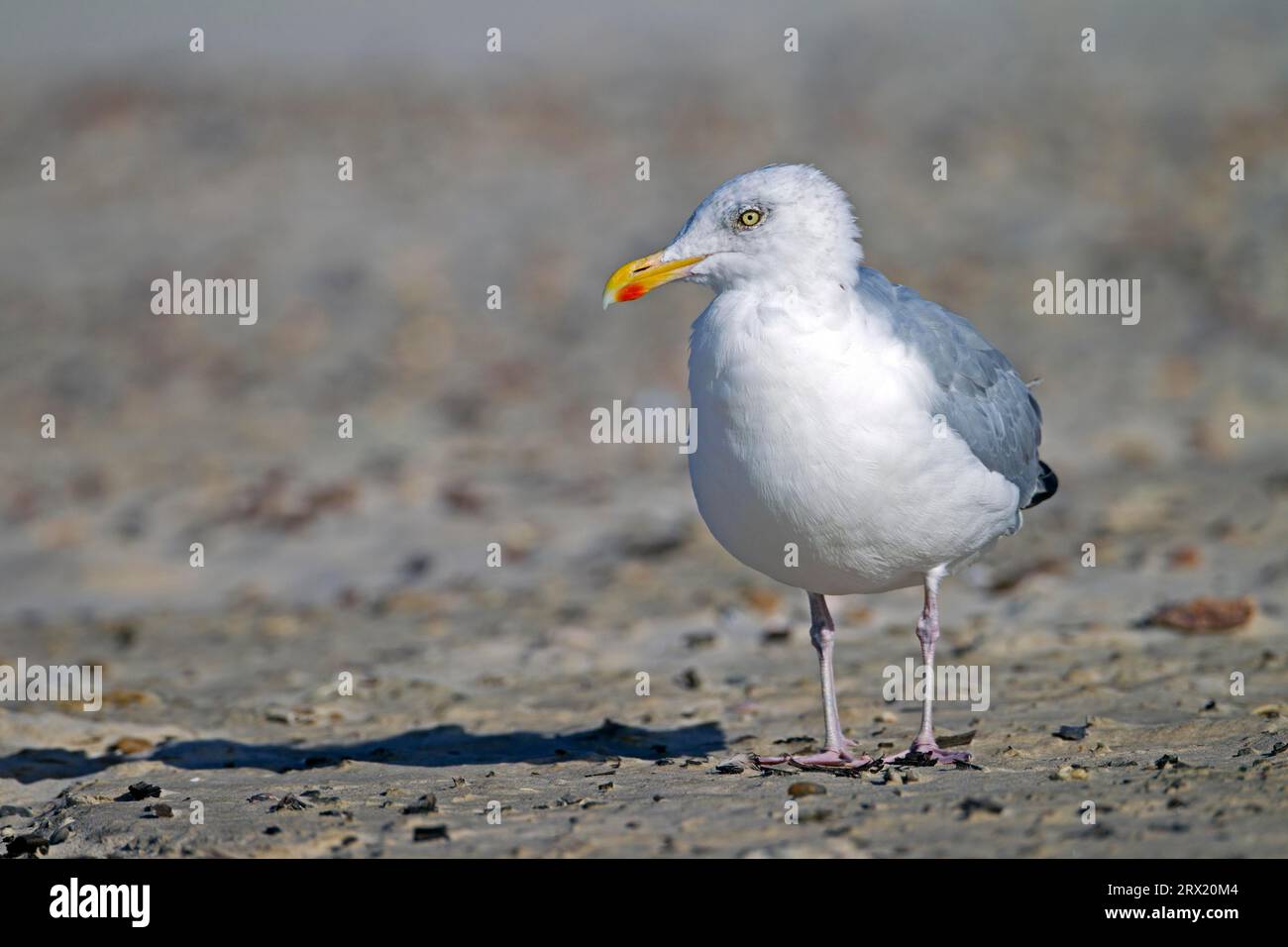 European herring gull (Larus argentatus), adult birds have yellow eyes ...