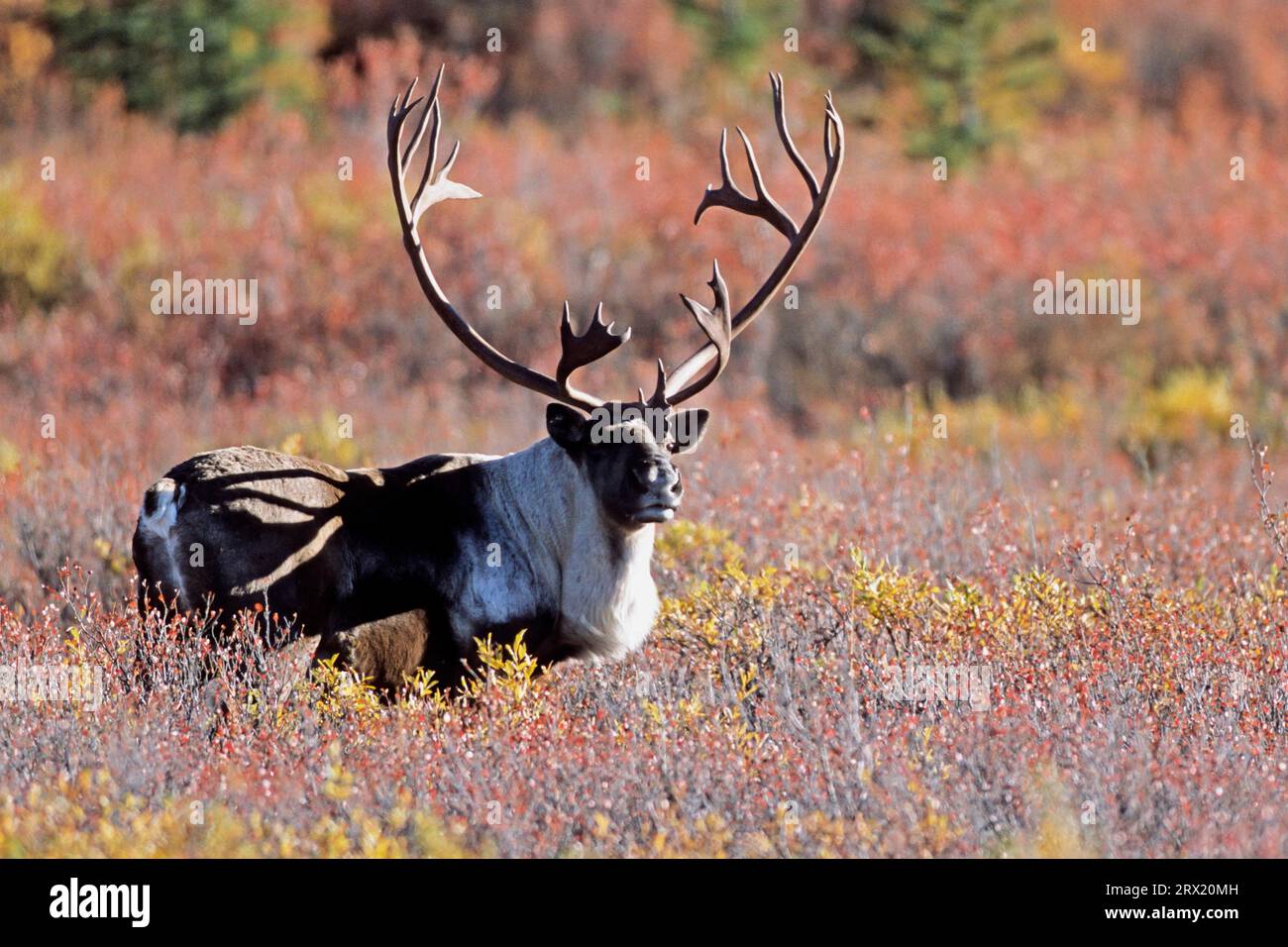 Reindeer (Rangifer tarandus), the mating season is technically called ...