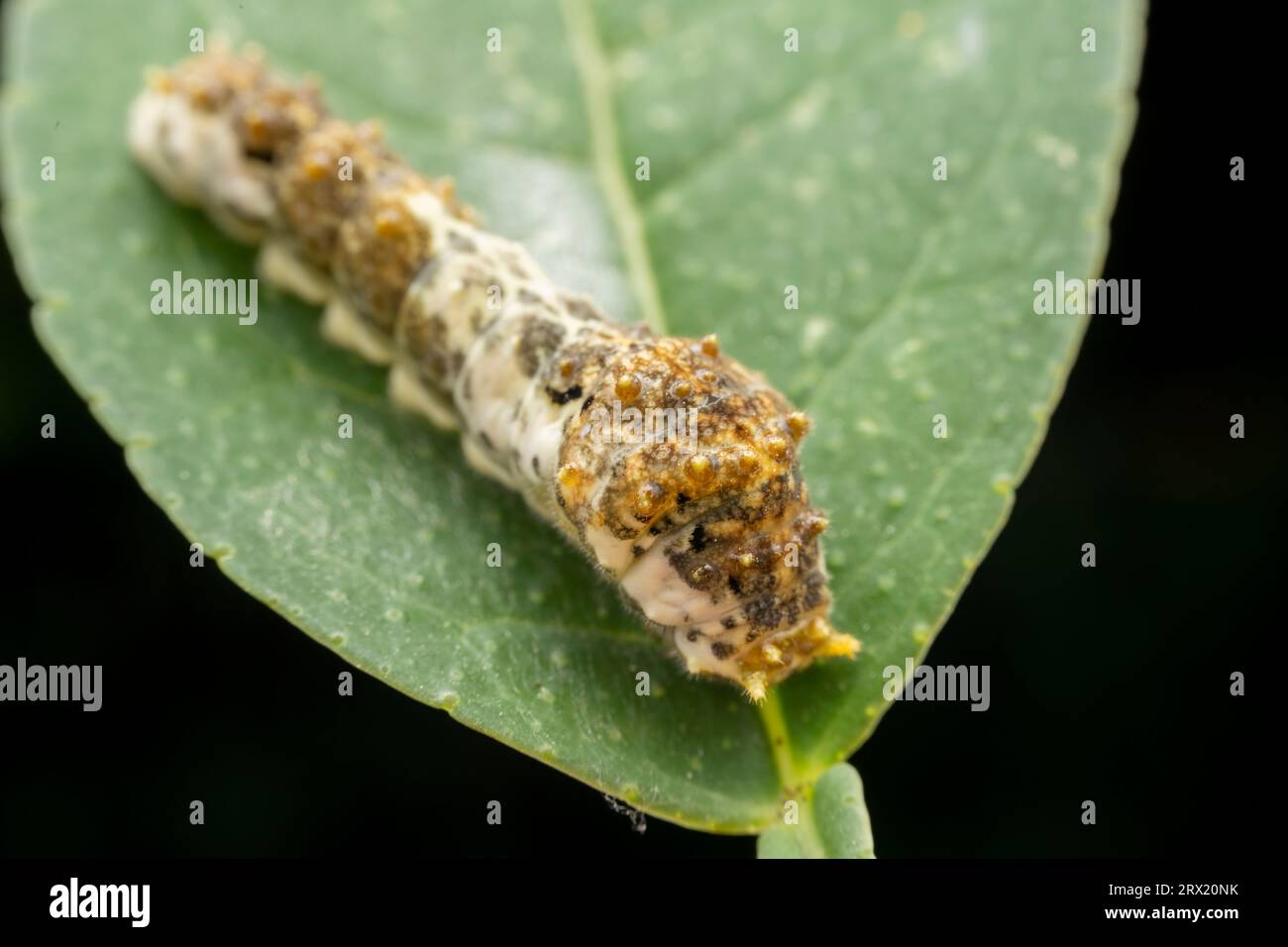 Pepper butterfly larvae in nature state Stock Photo - Alamy