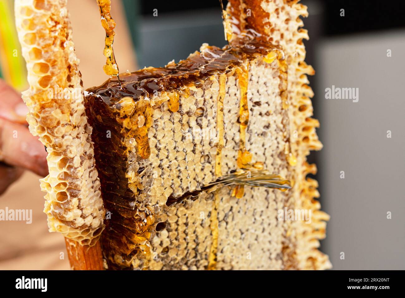 Beekeeper removing honeycomb from beehive. Person taking honey from ...