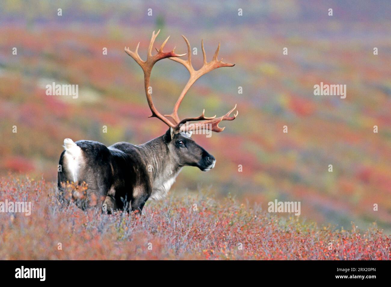 Reindeer (Rangifer tarandus), the growth of the new antlers begins in ...