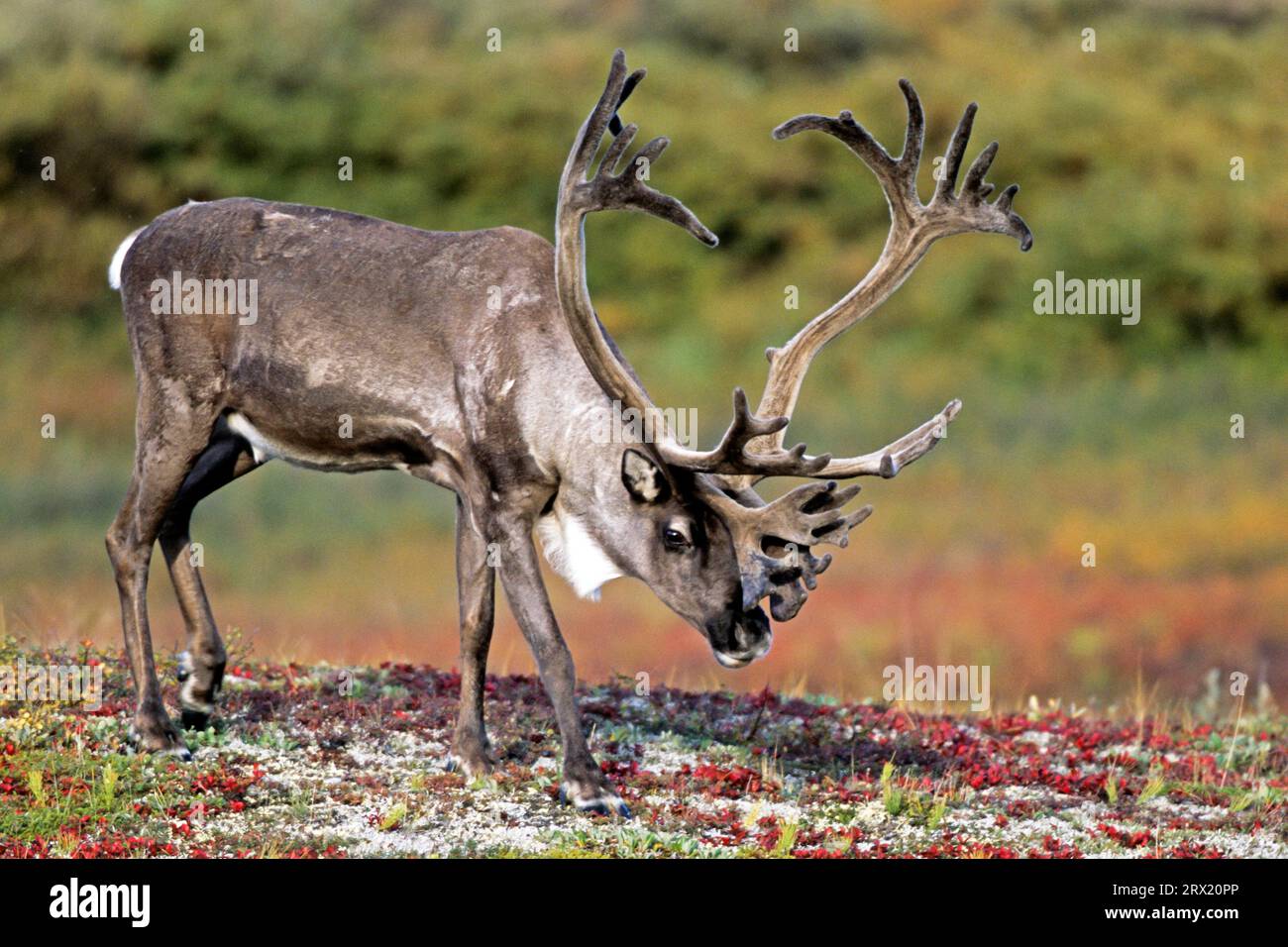 Reindeer (Rangifer tarandus), the subspecies Alaskan Caribou inhabits ...